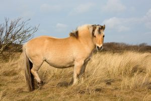 Cheval Fjord : Origines, caractère, soins et conseils pour bien le choisir
