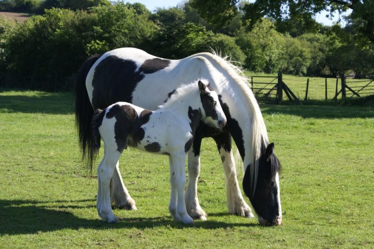 Cheval pie : robe unique, caractère variable et conseils pour bien le ...