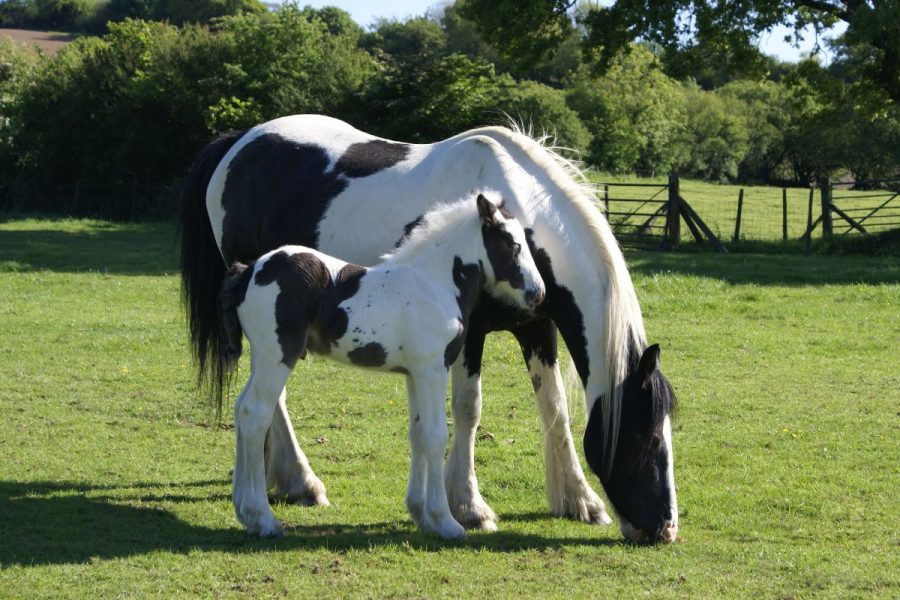 Cheval pie : robe unique, caractère variable et conseils pour bien le ...
