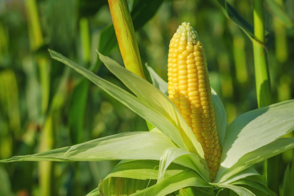 Maïs : légume ou féculent ? Découvrez la vraie réponse selon sa forme
