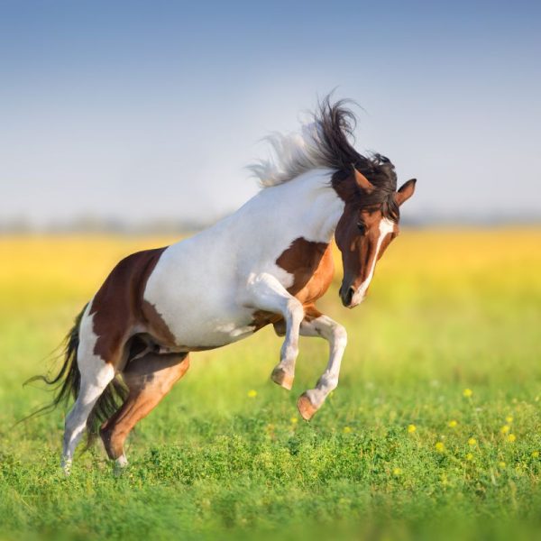 Cheval Fjord : Origines, caractère, soins et conseils pour bien le choisir