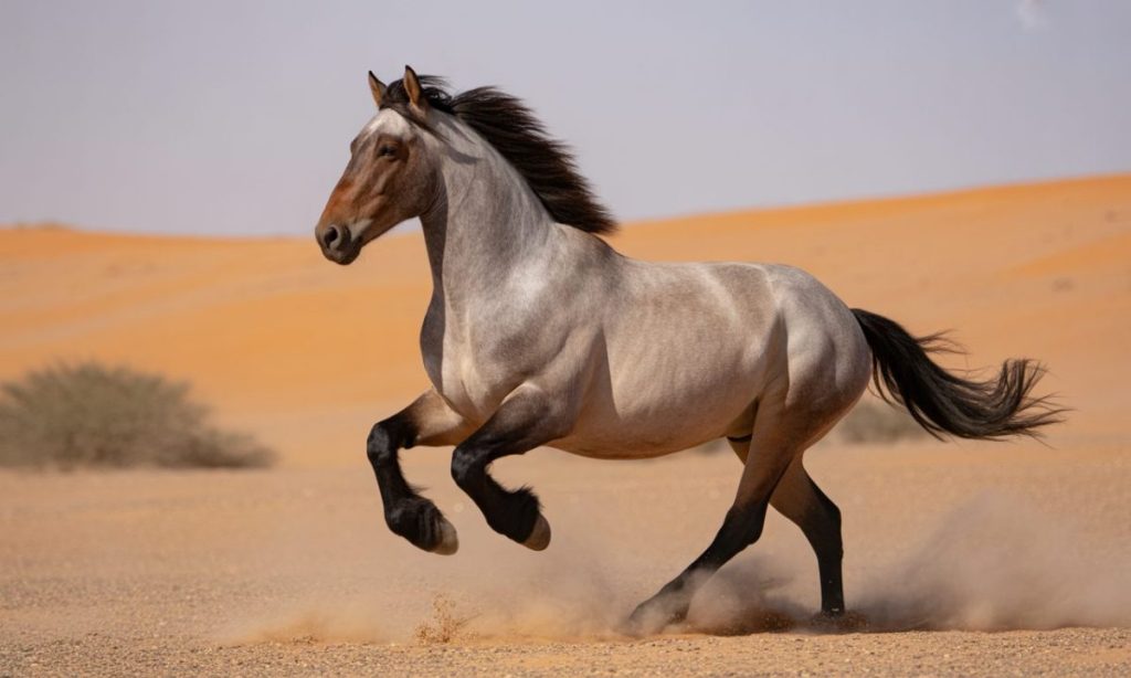 Cheval Barbe : origine et particularités - ChevalUnic