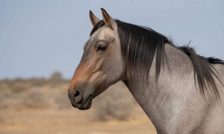 Cheval Barbe : origine et particularités - ChevalUnic
